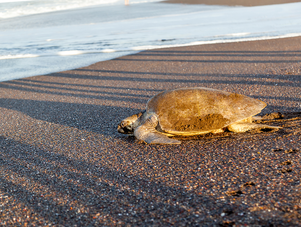 Eco-Luxury Costa Rica Sea Turtle Conservation Tour | Elevate