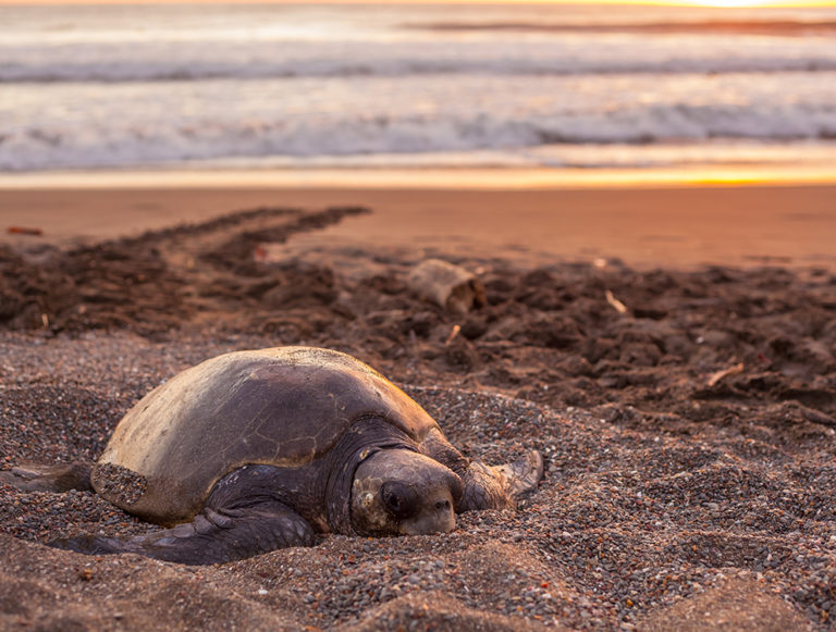 Eco-Luxury Costa Rica Sea Turtle Conservation Tour | Elevate