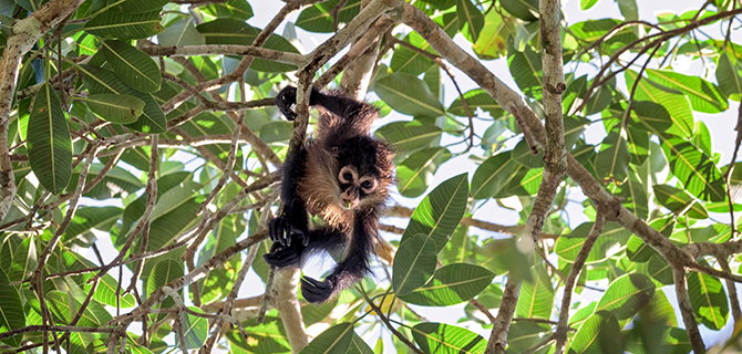 Guatemala: Wildlife Conservation and Volunteer Journey - Elevate ...